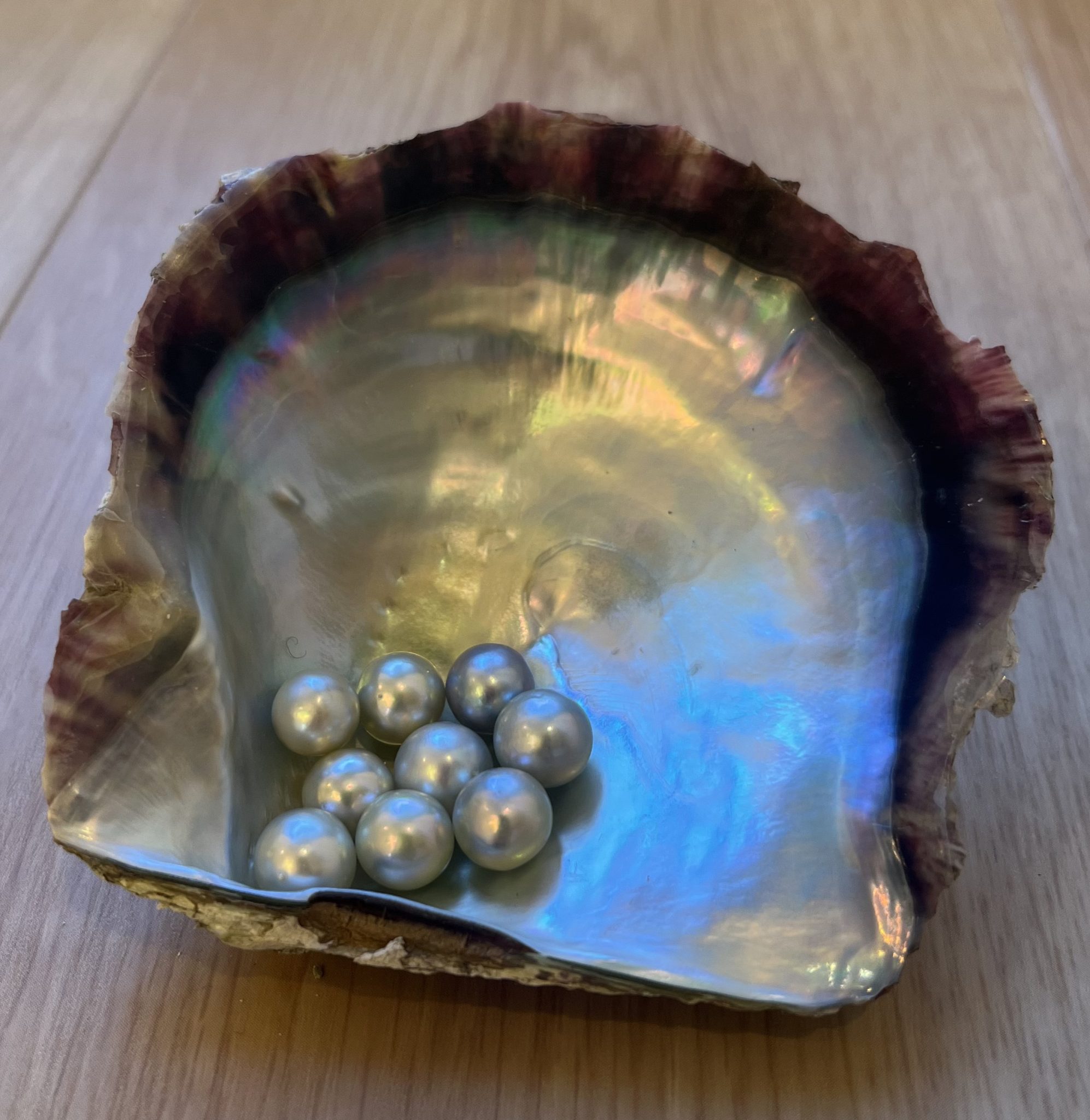 2023年度Amulet Pearlの受付開始について | Amulet Pearl │ ペットのご遺骨から生まれる真珠